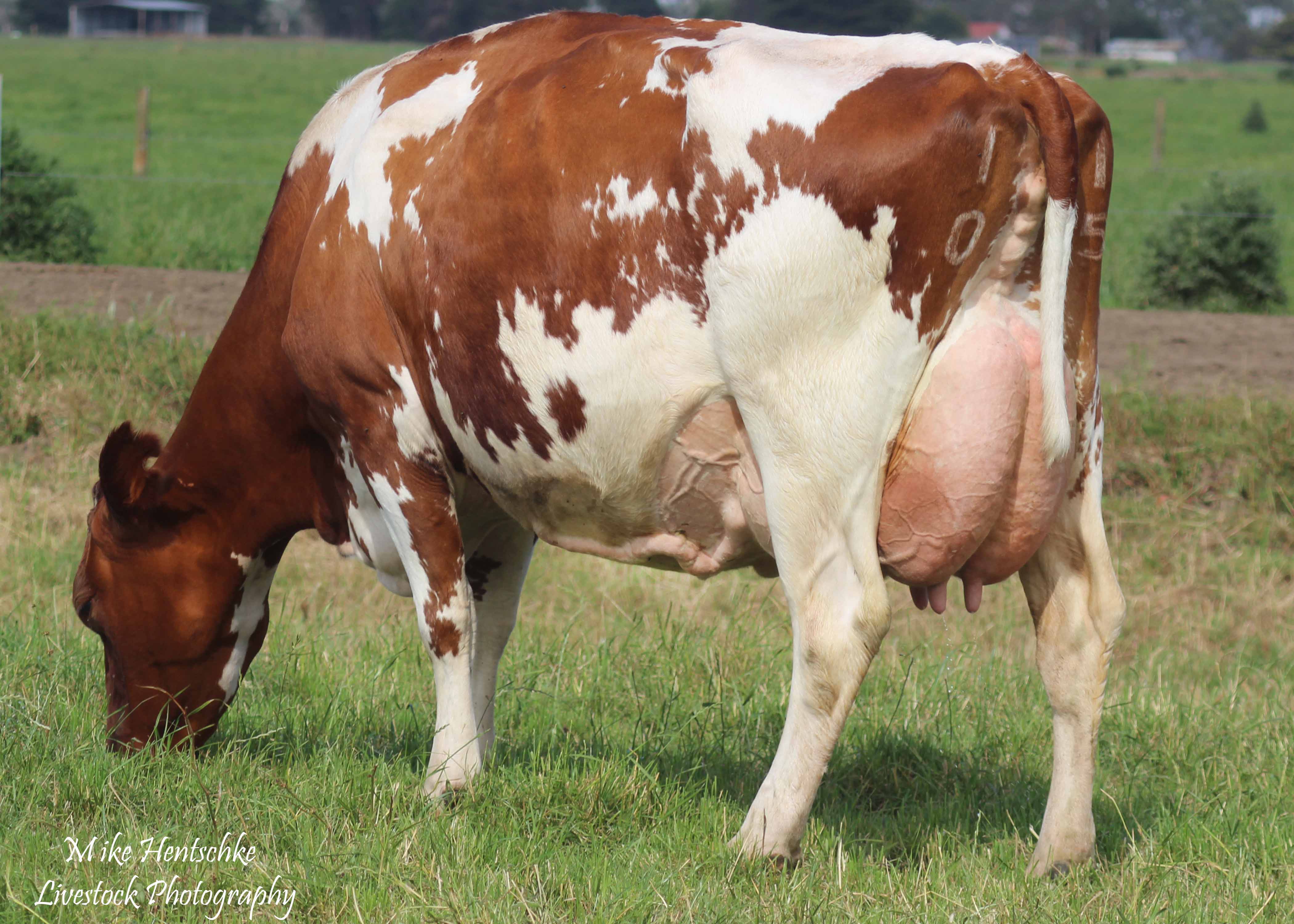 Aussie Reds | Australian Red Dairy Breed - Photo Gallery