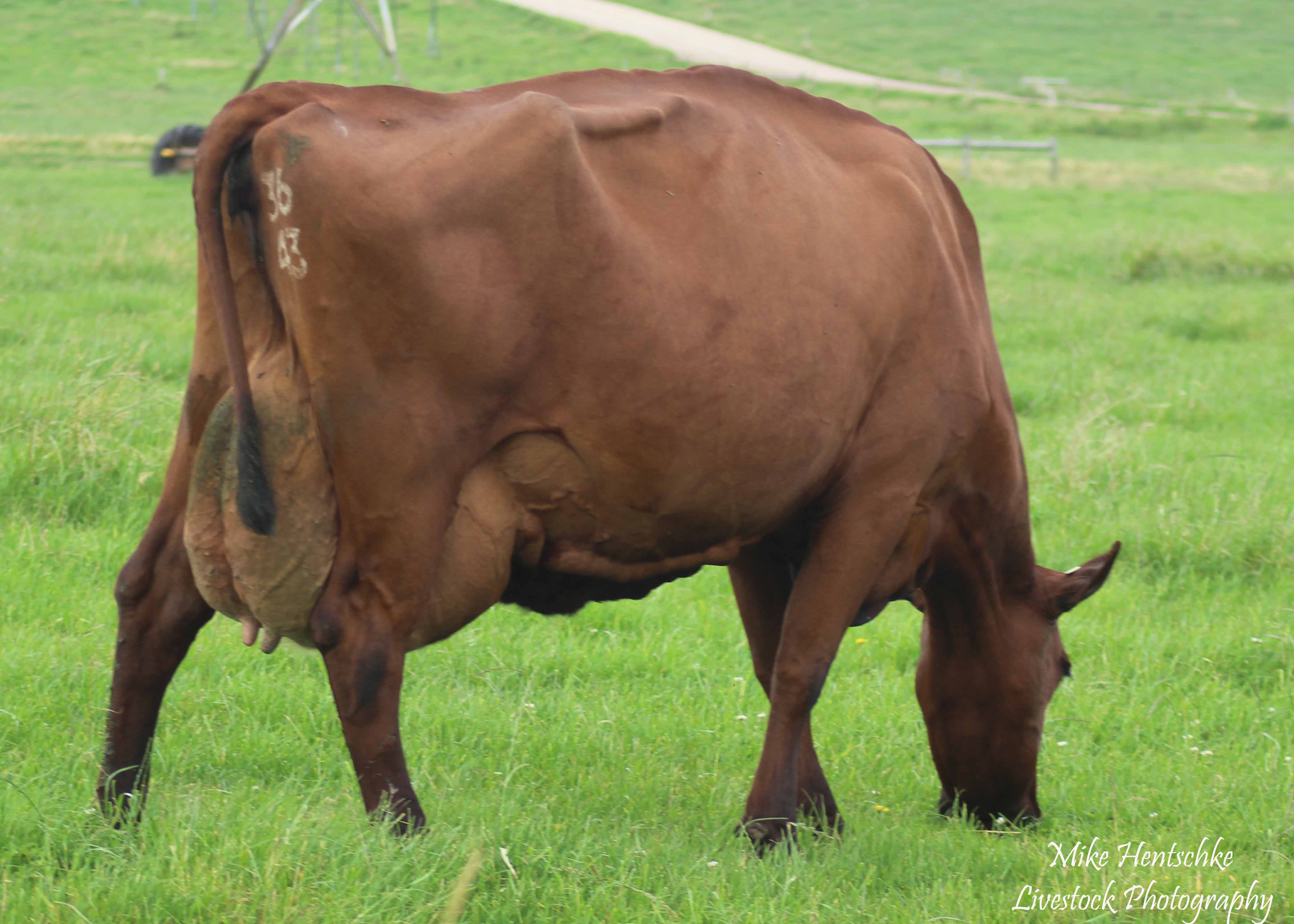 Aussie Reds | Australian Red Dairy Breed - Photo Gallery